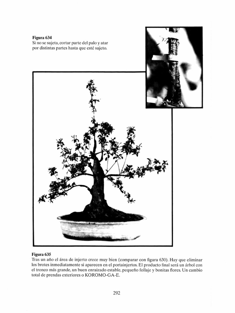 John Yoshio Naka - Tecnicas Del Bonsai 7 | PDF