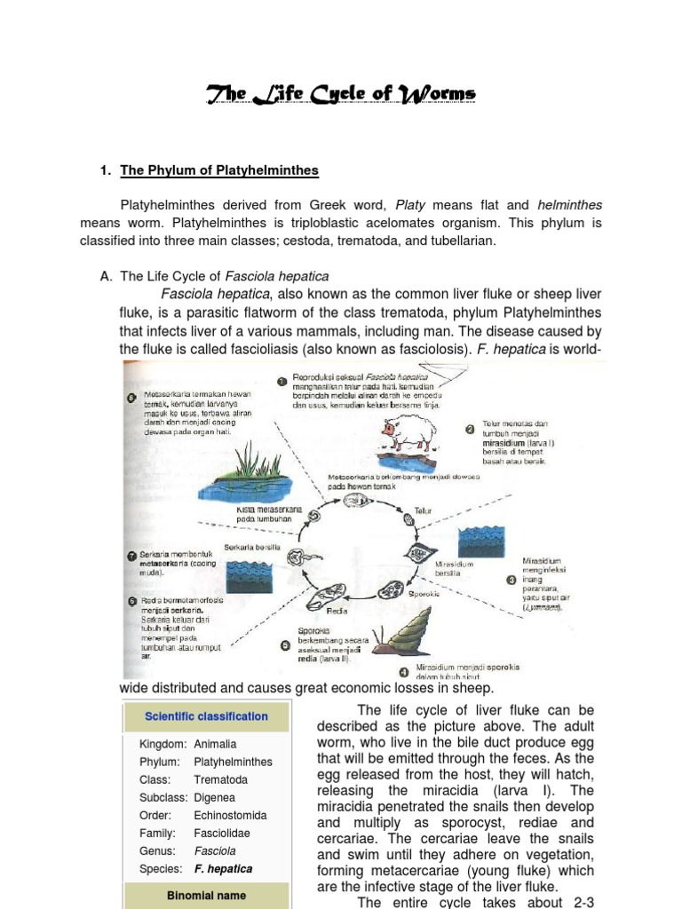 The Life Cycle of Worms | PDF | Nematode | Animals And Humans