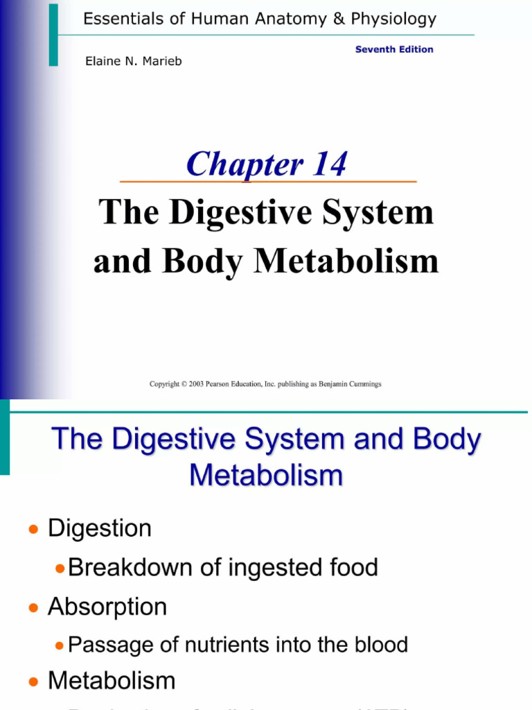 Marieb Digestive System 8th Edition | PDF