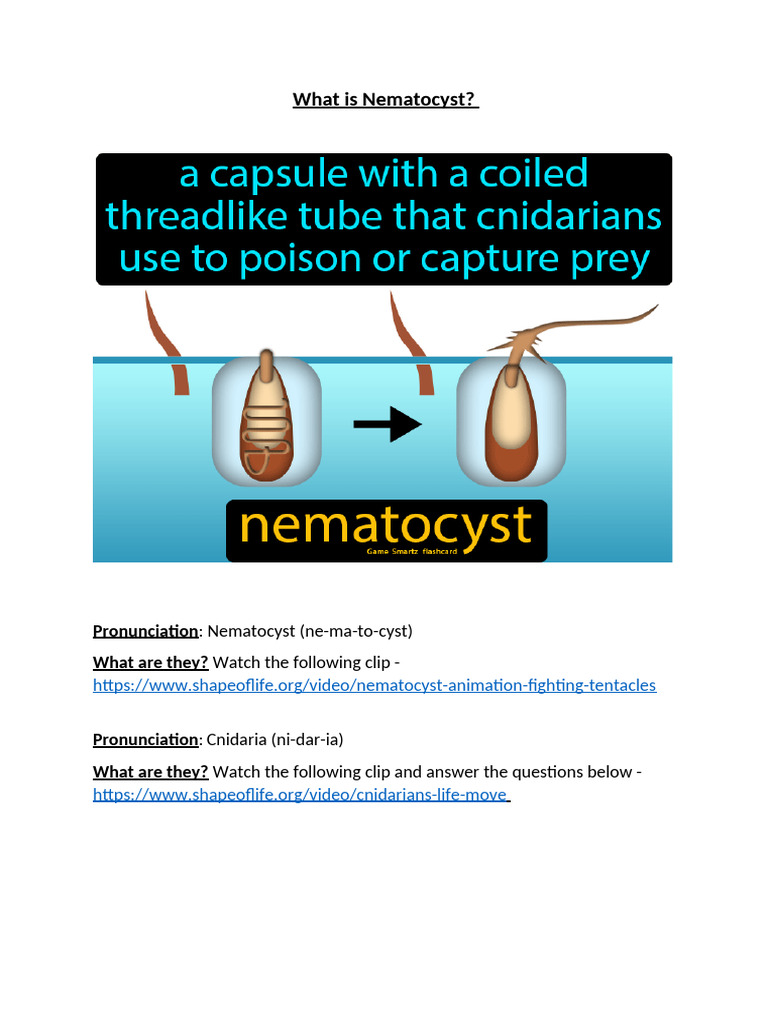 What Is Nematocyst and Cnidaria | PDF
