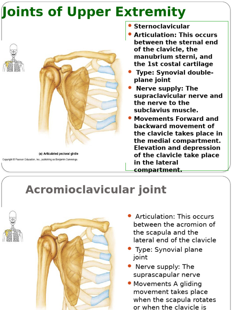 Joints and Muscles of Ul | PDF | Anatomical Terms Of Motion | Thumb