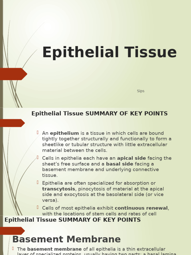 Epithelial Tissue | PDF | Epithelium | Morphology (Biology)