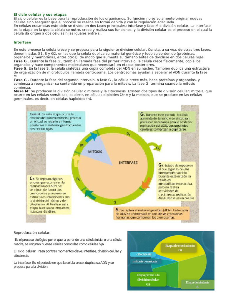 Ciclo Celular y Metabolismo Celular | PDF | Mitosis | Biología Celular)