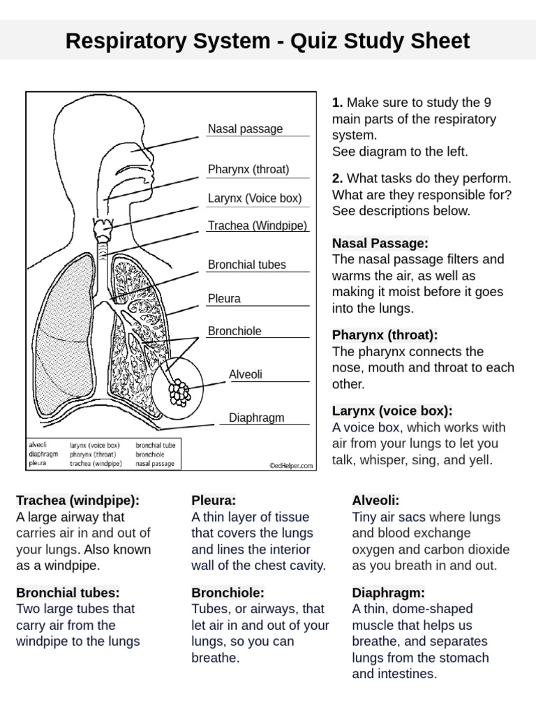 Respiratory System Quiz Study Sheet | PDF | Respiratory Tract | Lung