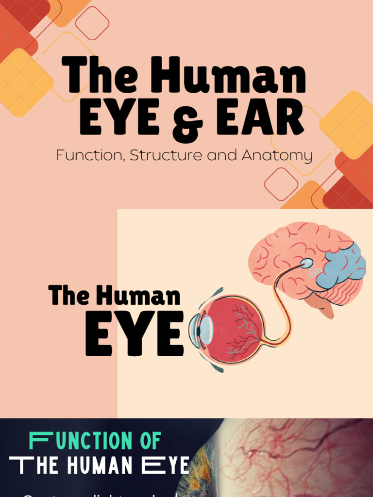 The Human Eye and Ear Presentation GROUP01 | PDF | Ear | Eye