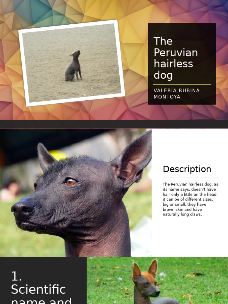 Peruvian Hairless Dog Overview | PDF