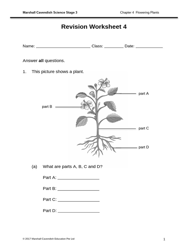 Flowering Plants Revision Worksheet | PDF | Seedling | Plants