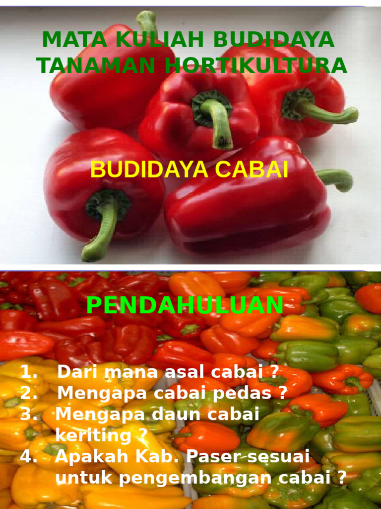 Panduan Budidaya Cabai | PDF