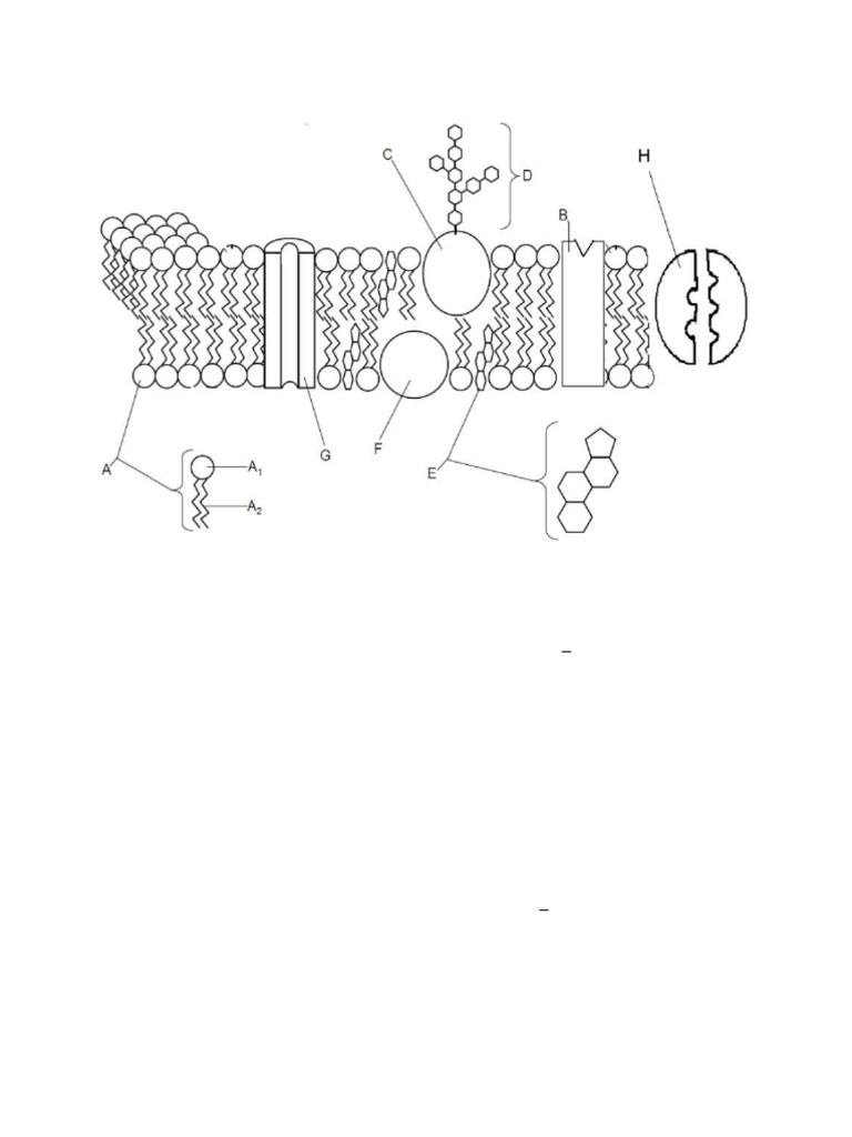 Coloring Cell Membrane | PDF | Cell Membrane | Lipid Bilayer