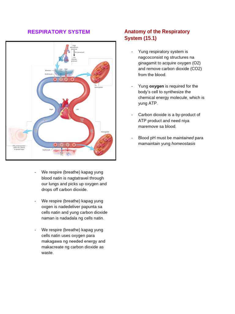 Anaphy - Respiratory System - Finals | PDF | Respiratory Tract ...