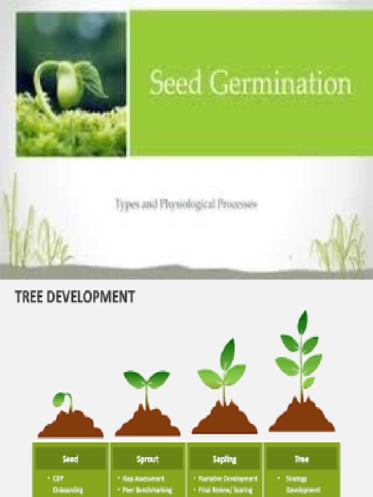 Seed Germination | PDF