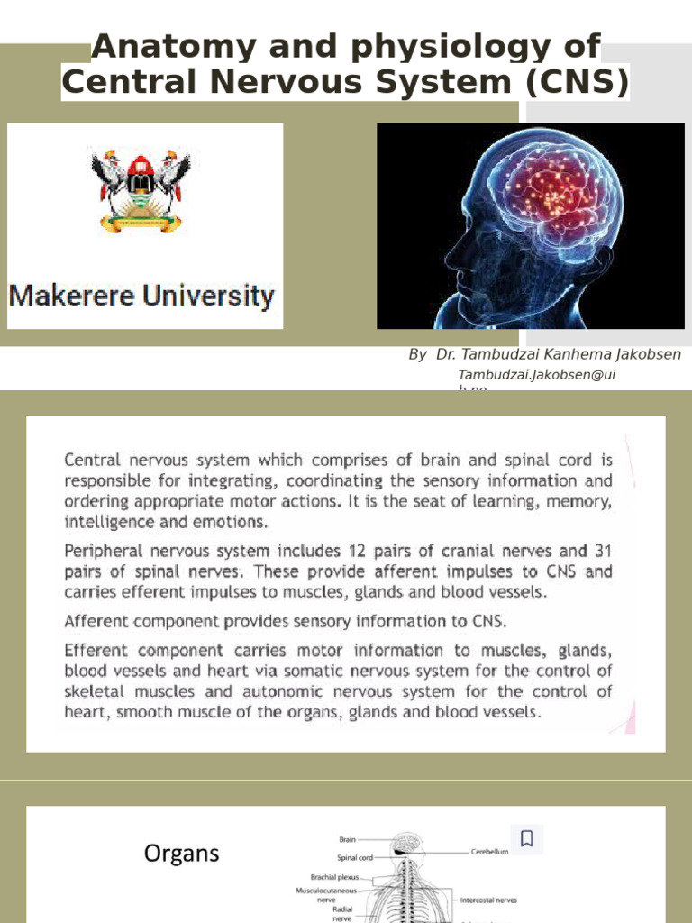 Central Nervous System Anatomy Overview | PDF | Brainstem | Spinal Cord