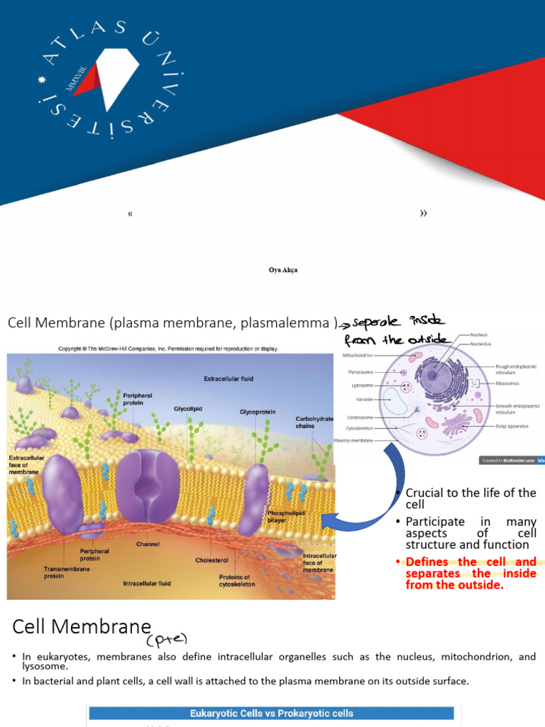 24-25. DENT 1.2. Structure and Functions of The Cell Membrane | PDF ...