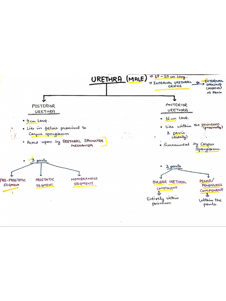 Urethra Anatomy | PDF