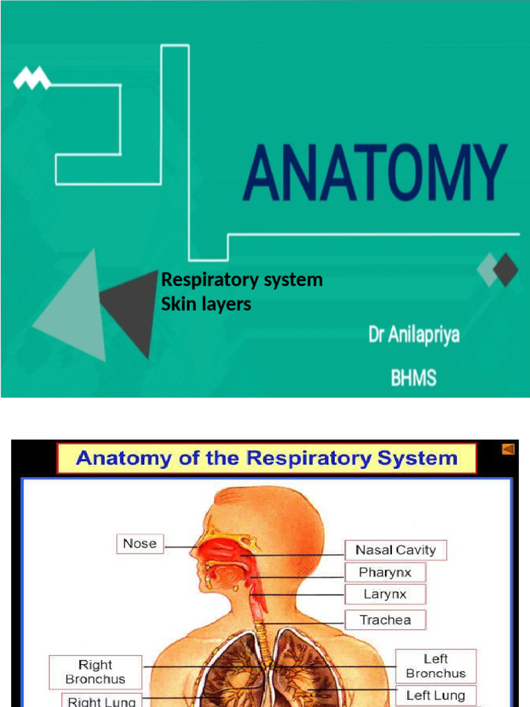 Anatomy Quiz: Skin & Respiratory | PDF