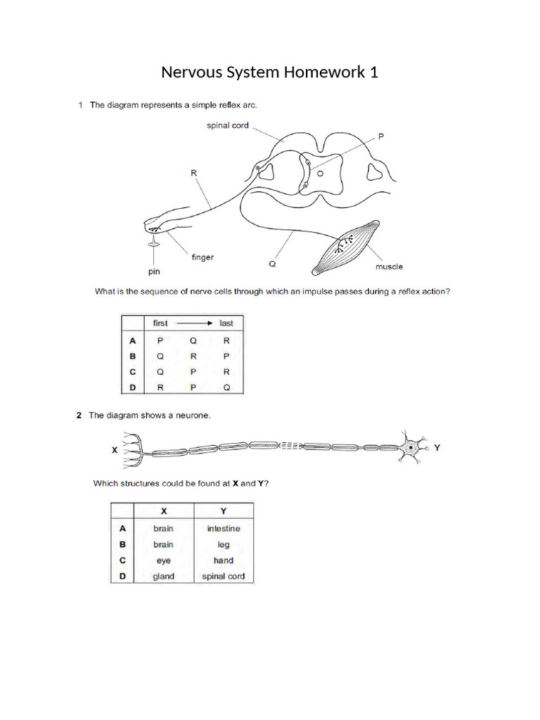 Homework Nervous System | PDF