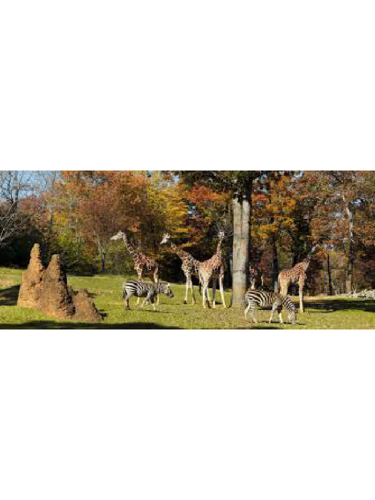 Zoo 1 | PDF
