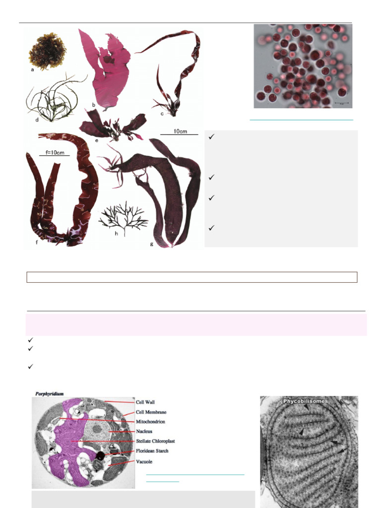 Tema 8 Algas Rojas | PDF | Biología | Eucariotas