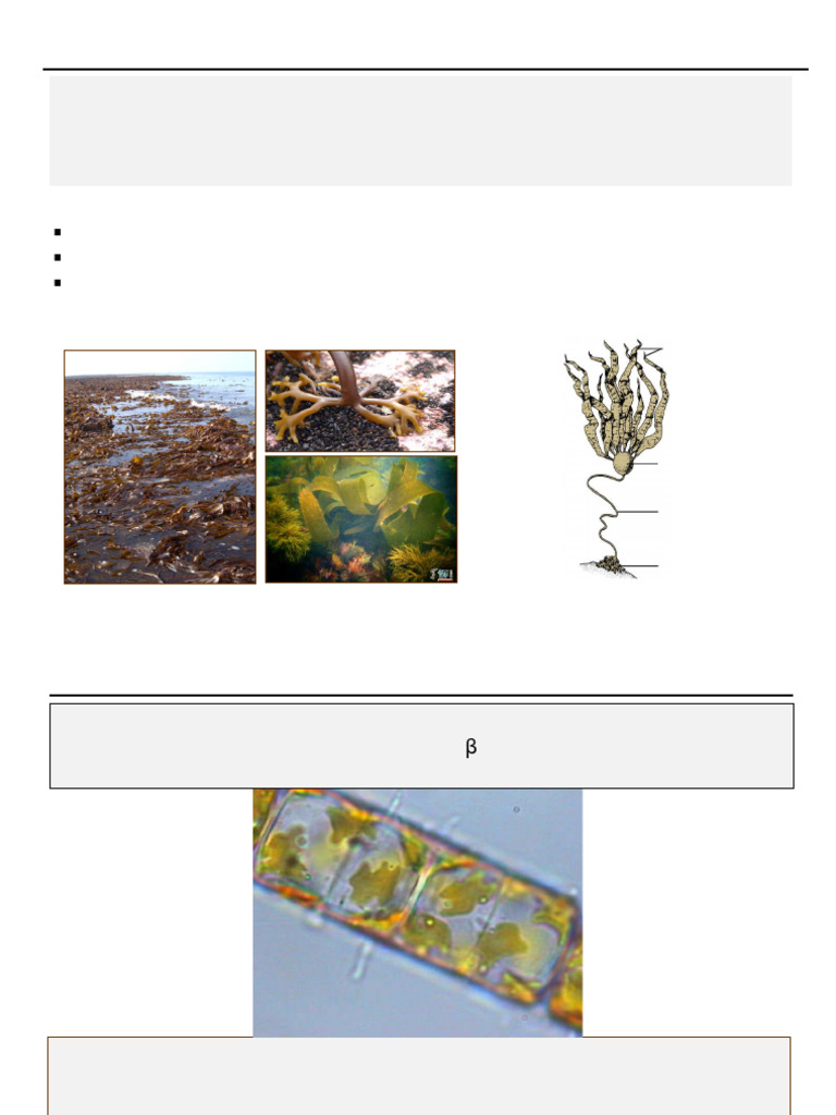 Tema 7 Algas Pardas | PDF | Plantas | Biología