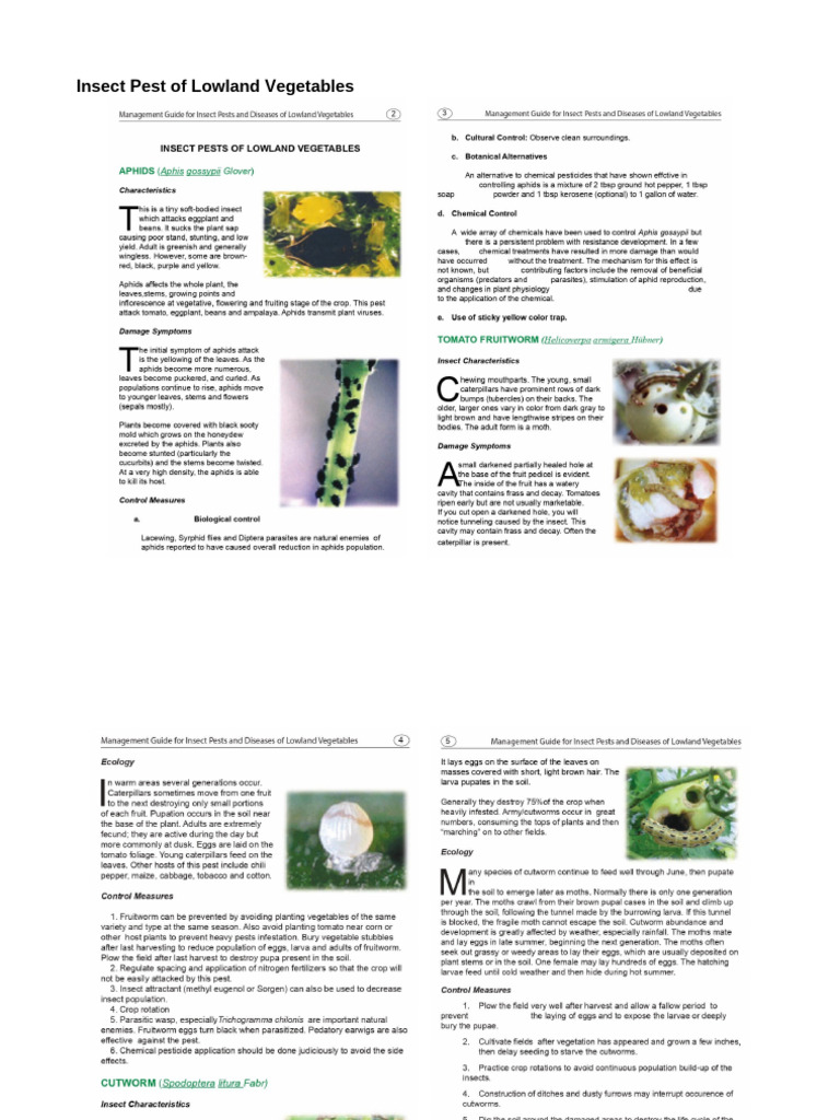 Lowland Vegetable Pest Management | PDF