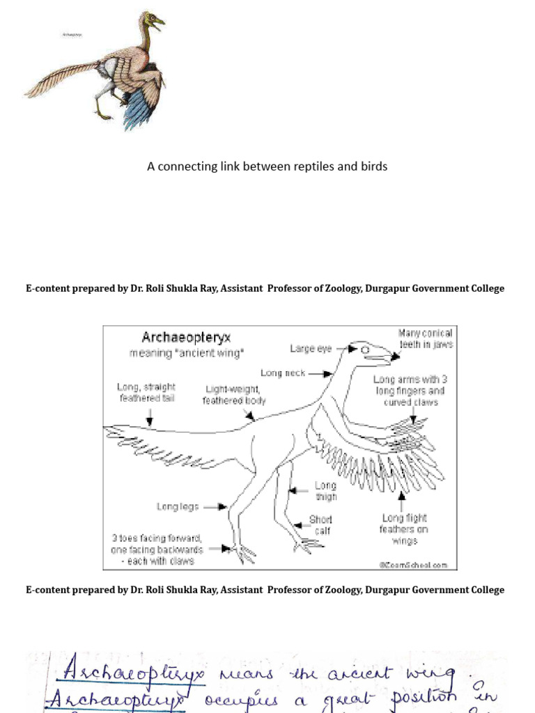 Archaeopteryx Dr. Roli Shukla Ray Compressed | PDF | Reptile | Dinosaurs