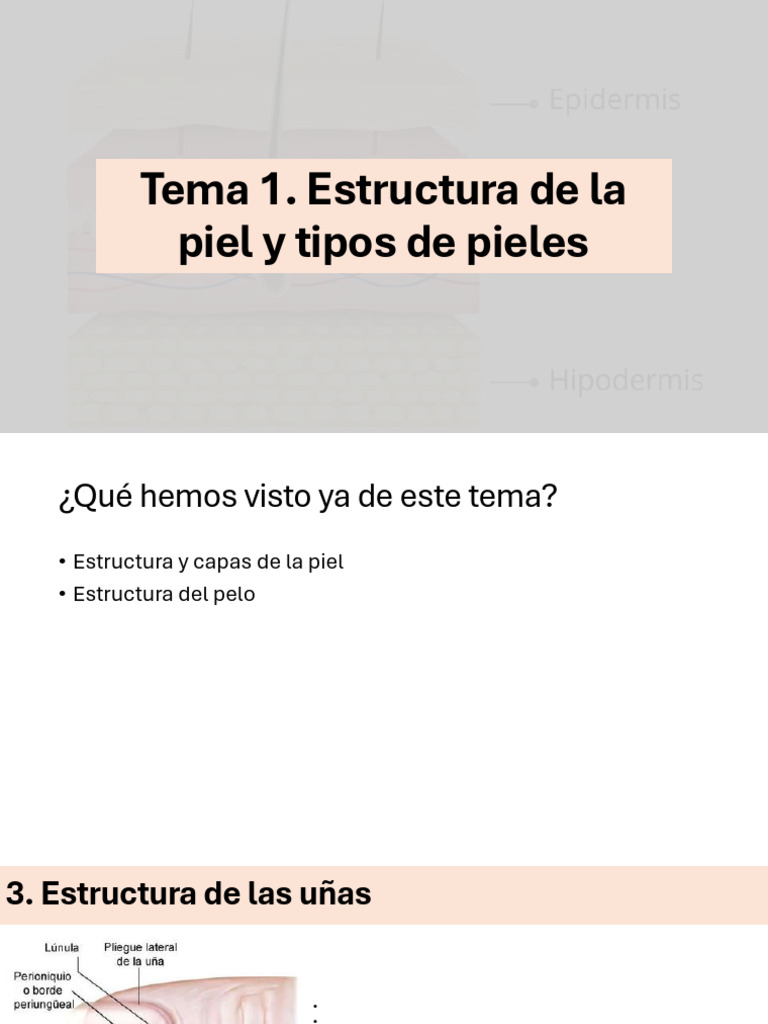 Tema 01. Estructura de La Piel | PDF | Clavo (anatomía) | Protector solar