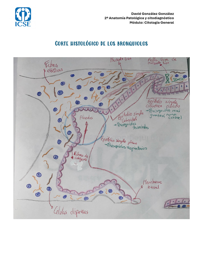 Corte Histológico y Descripción de Los Bronquiolos | PDF