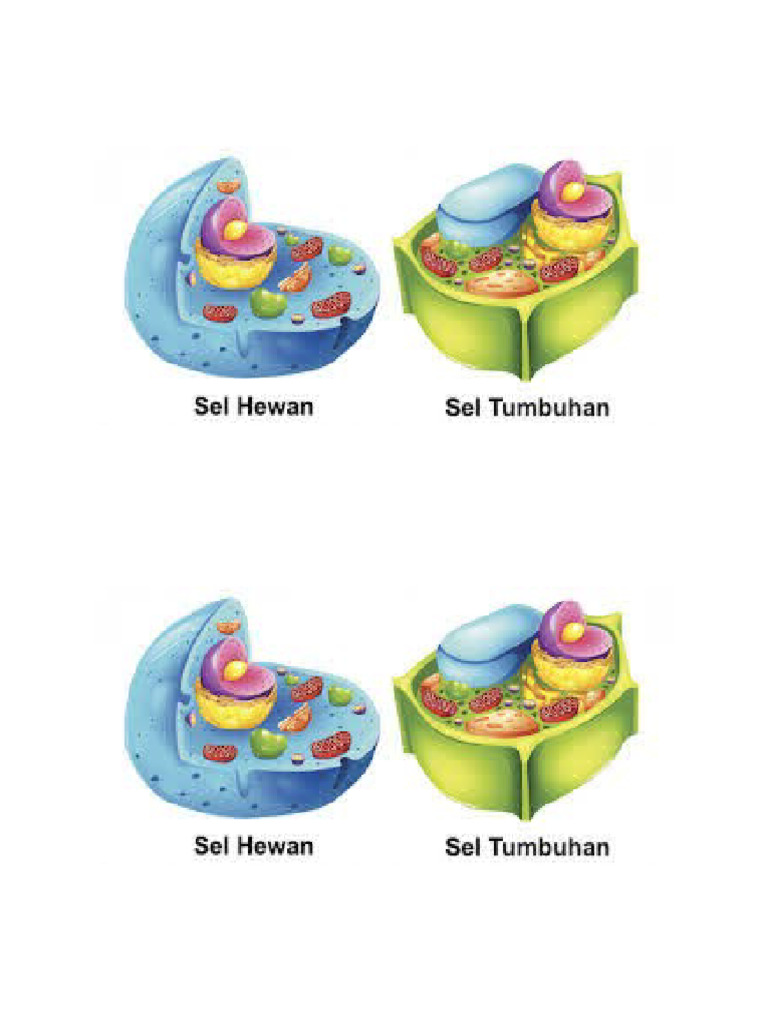 Sel Hewan & Sel Tumbuhan Tanpa Keterangan | PDF