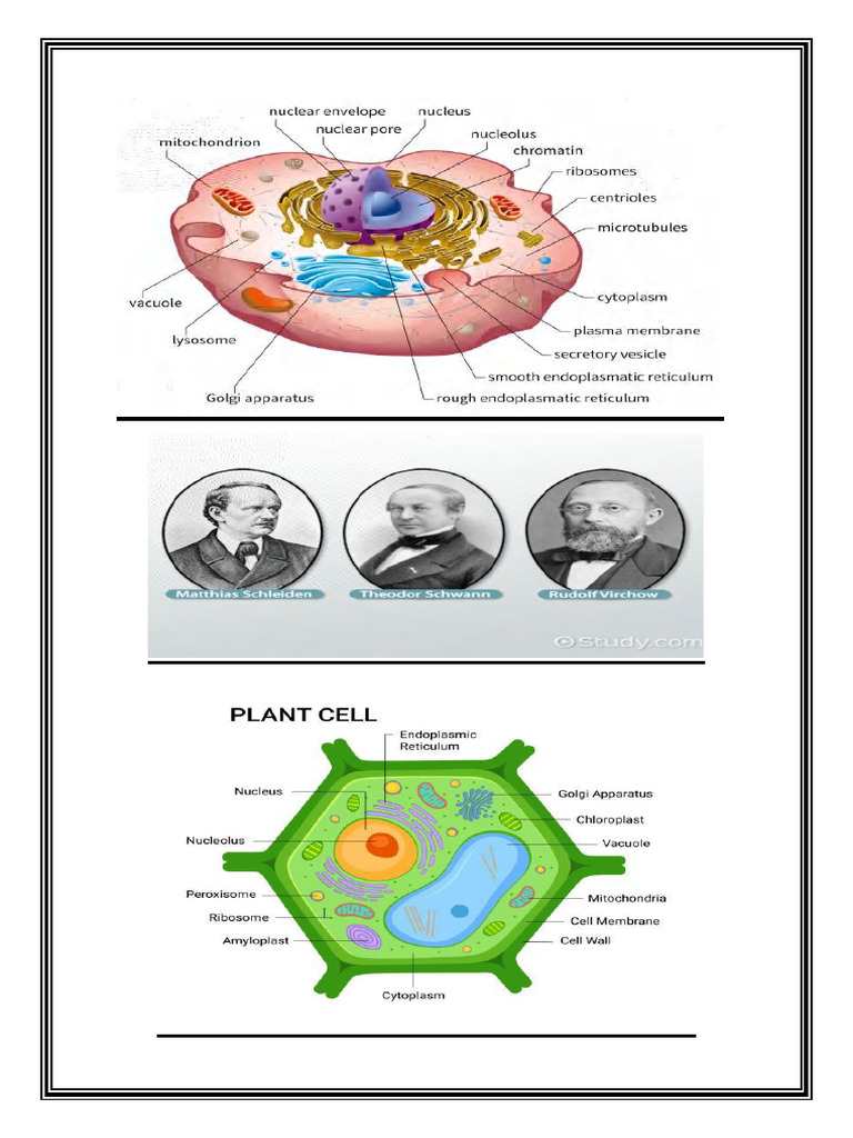 The Cell | PDF | Cell (Biology) | Eukaryotes