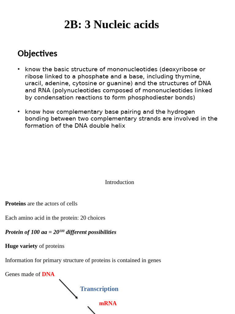 2B Nucleic Acid and Protein | PDF | Nucleic Acids | Translation (Biology)