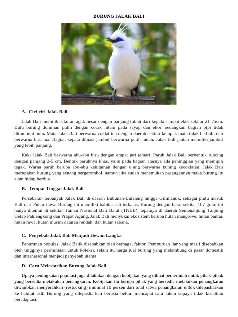 Burung Jalak Bali | PDF