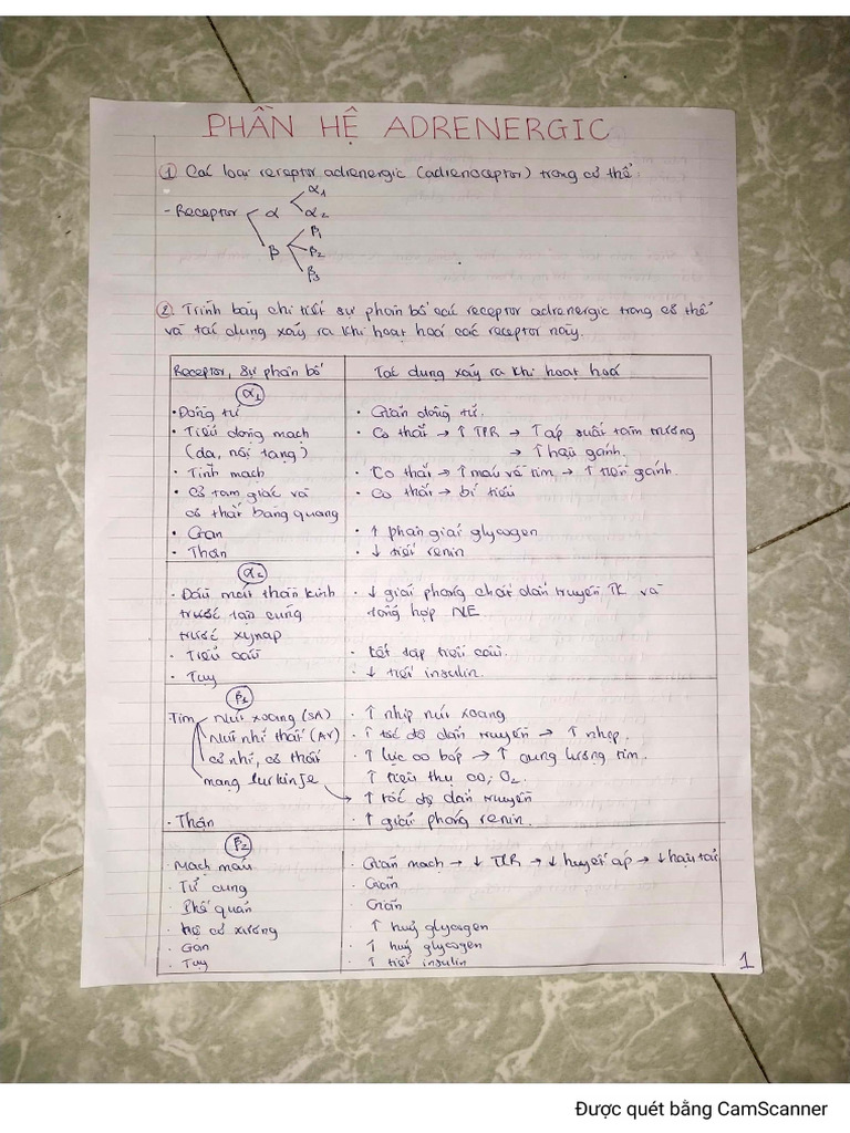 PHẦN HỆ ADRENERGIC | PDF