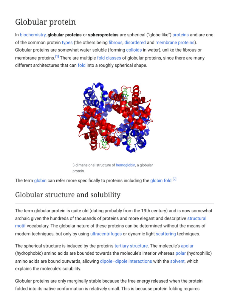 Globular Proteins Explained | PDF | Protein Folding | Proteins