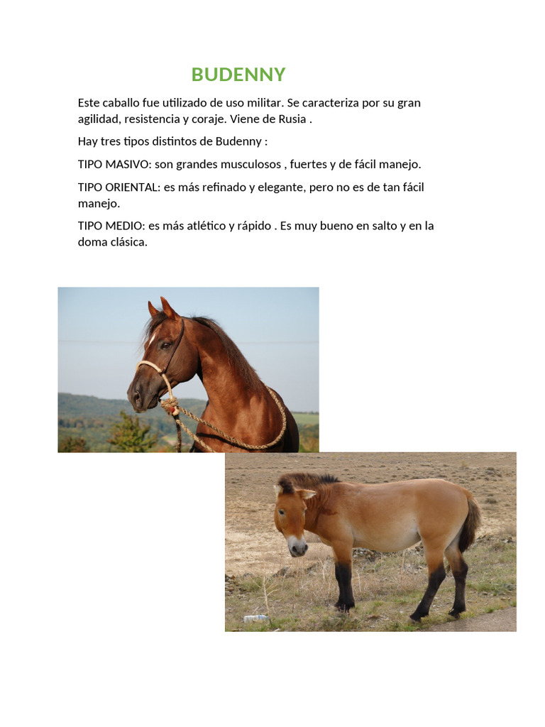 Tipos de Caballos Budenny | PDF