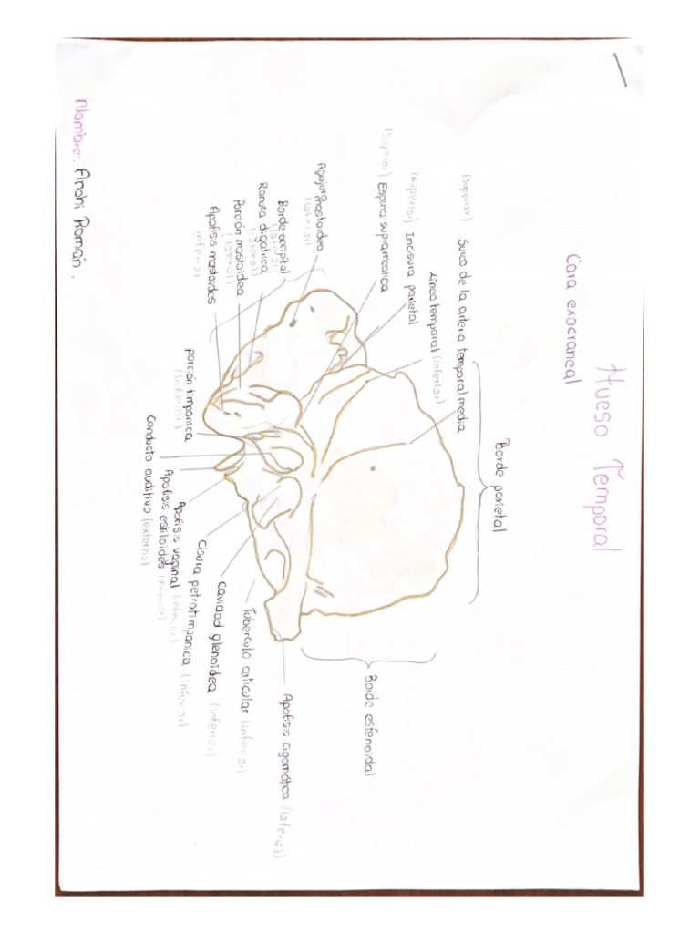 Hueso Temporal | PDF