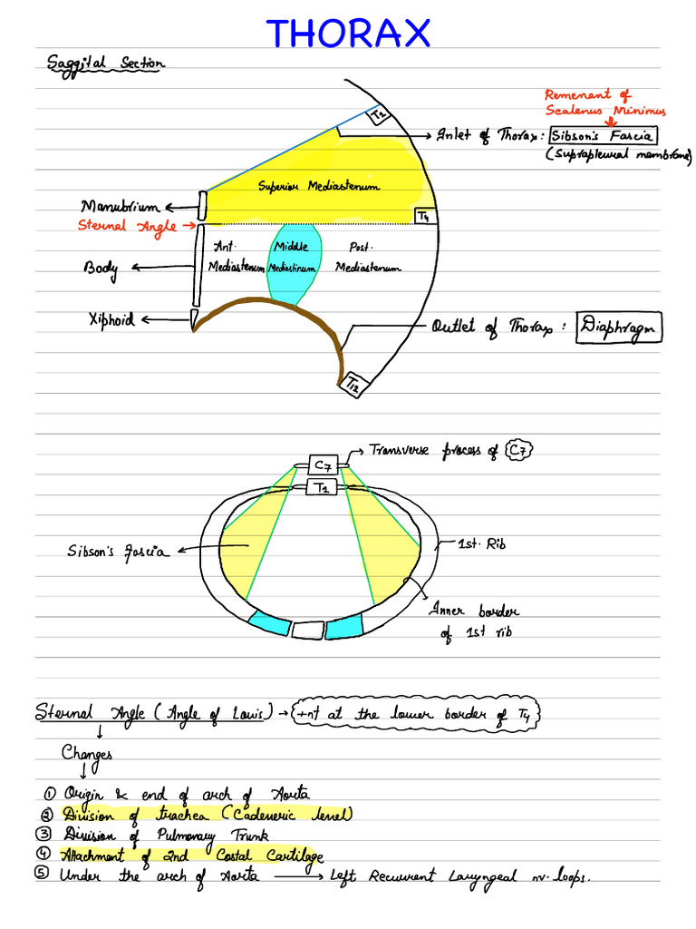 THORAX Compressed | PDF