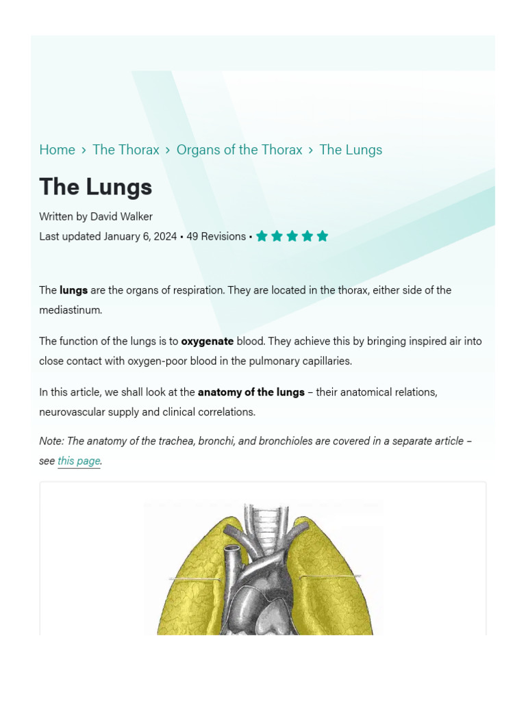 The Lungs - Position - Structure - TeachMeAnatomy | PDF | Lung | Vein