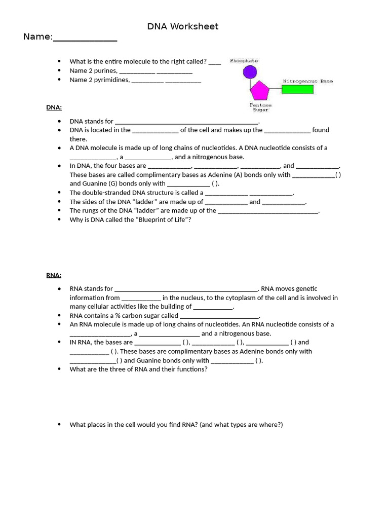 DNA Worksheet | PDF | Rna | Dna