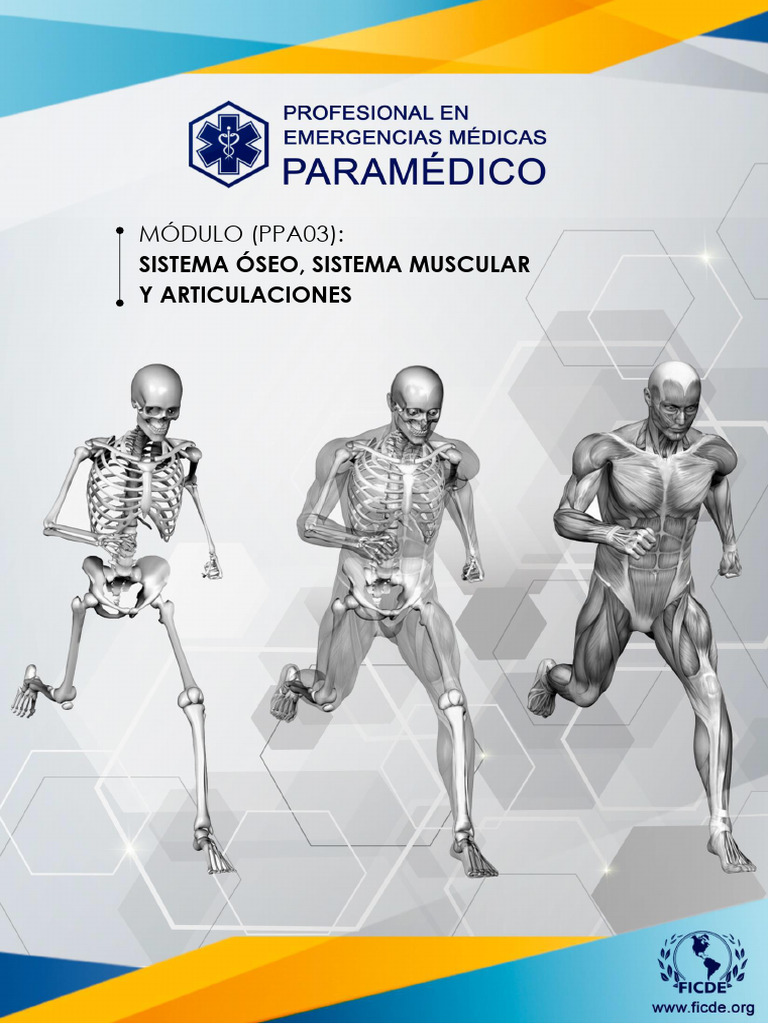 Sistema Óseo y Muscular: Estructura y Funciones | PDF | Articulación ...