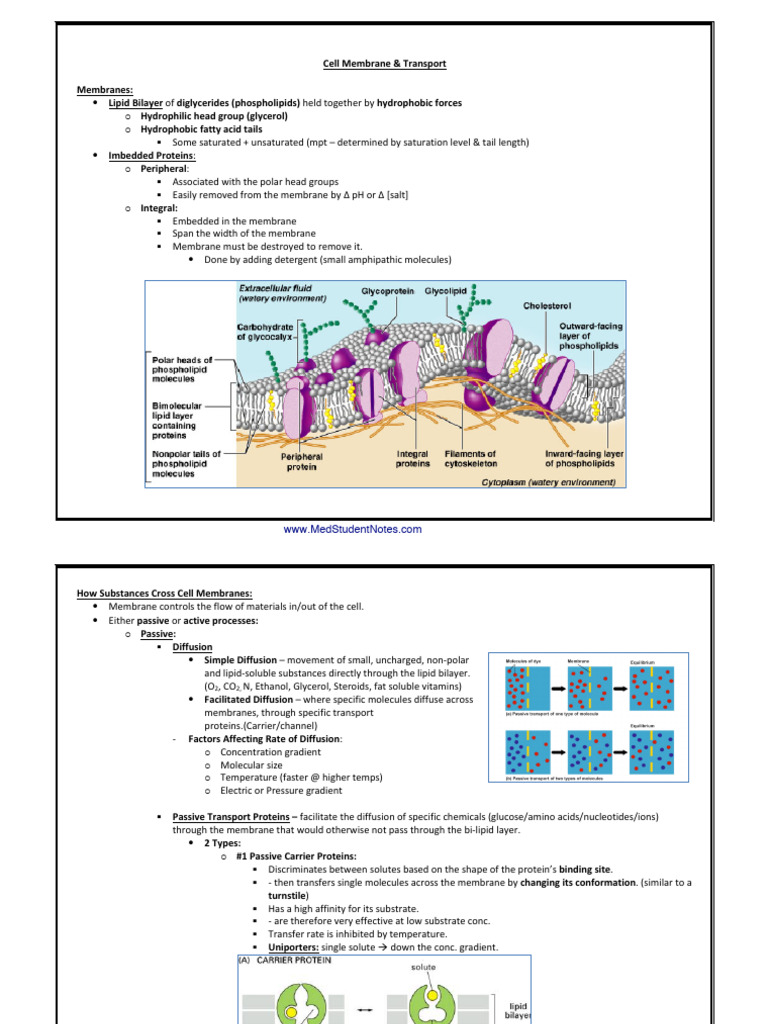 BIOL - 4. The Cell Membrane & Transport (5p) | PDF | Cell Membrane ...