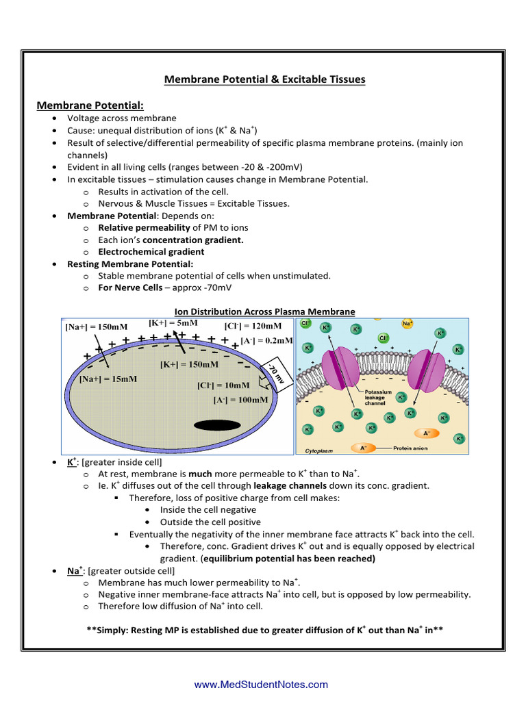 BIOL - 14. Membrane Action Potentials (5p) | PDF | Membrane Potential ...