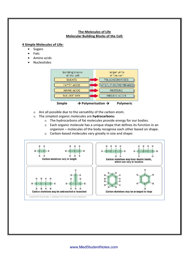 BIOL - 2. The Molecular Building Blocks of The Cell (12p) | PDF ...