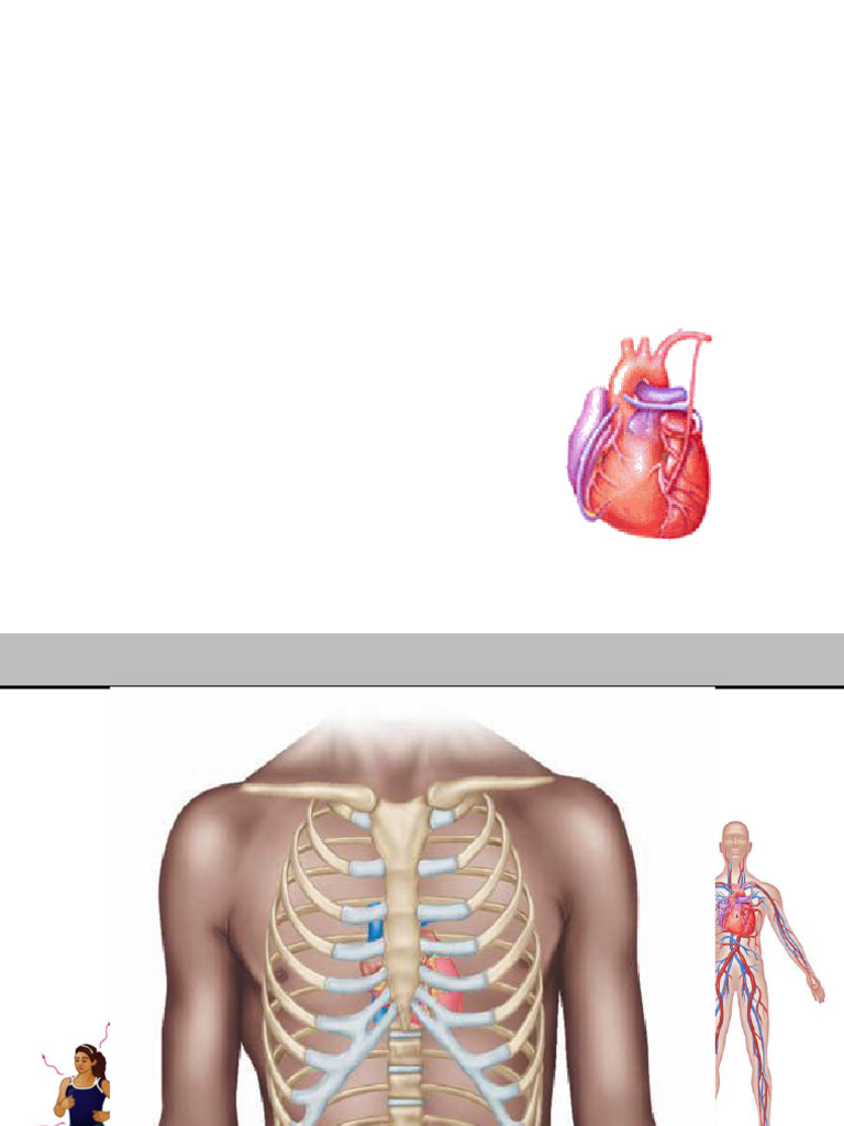 Cardiac Physiology | PDF | Heart | Cardiac Muscle