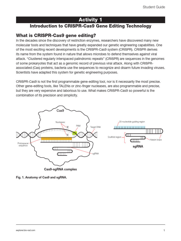 CRISPR Cas 9 Paper Model Activity | PDF | Crispr | Dna