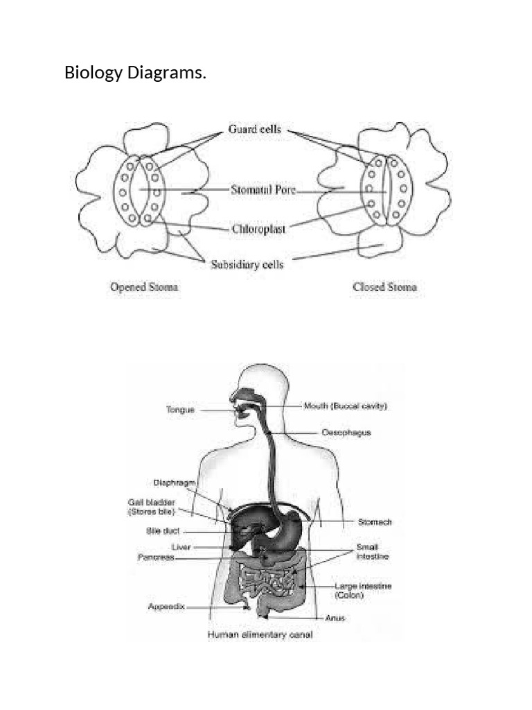 Biology Diagrams | PDF