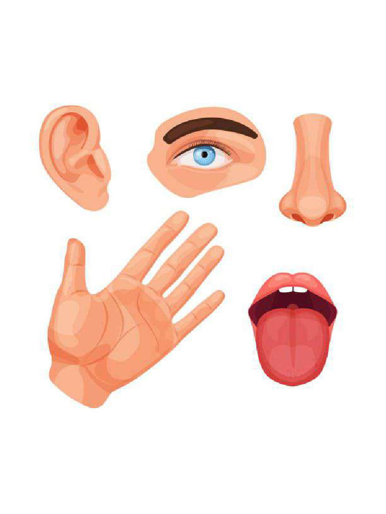 Sense Organs | PDF