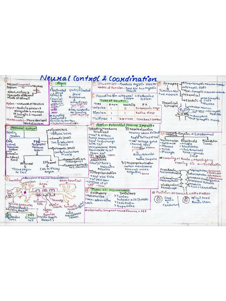 Neural Control and Coordination Short Notes Neet Class 11 Chapter 21 | PDF