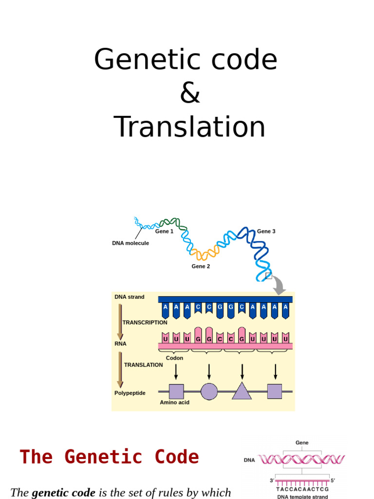 Genetic Code and Translation | PDF | Translation (Biology) | Genetic Code