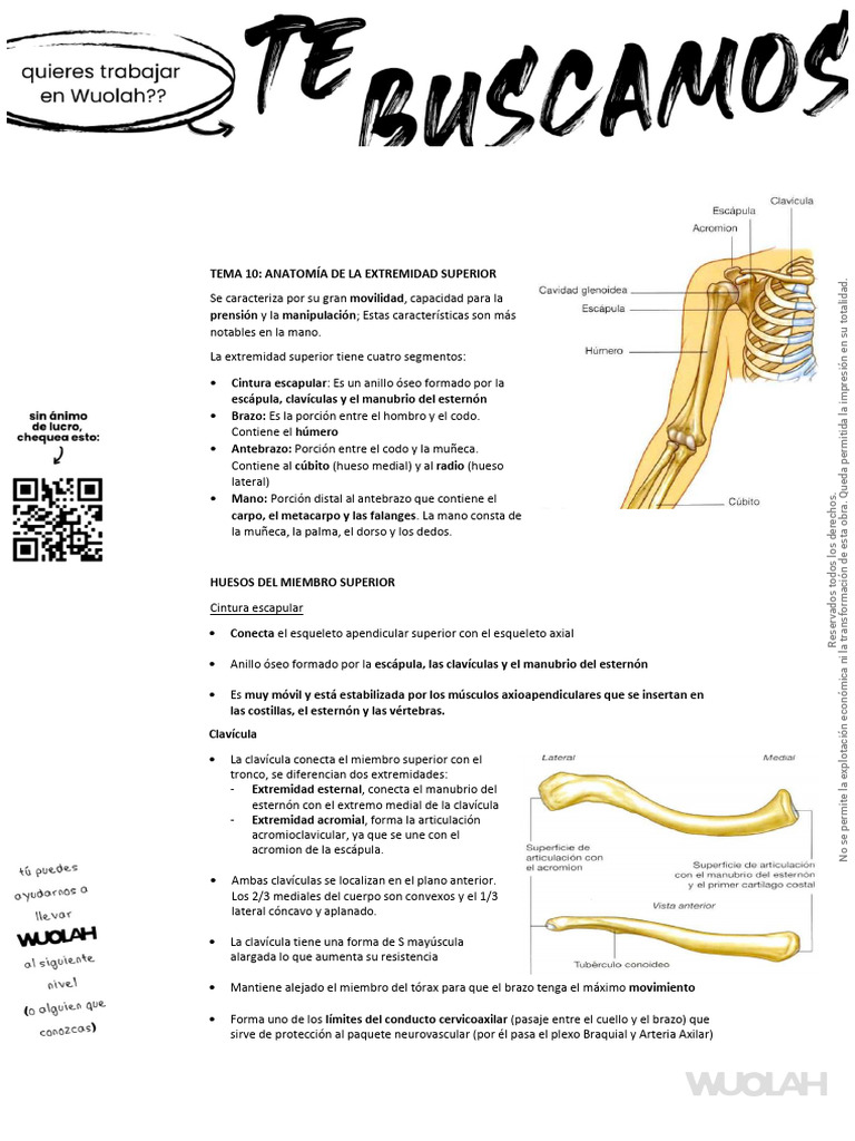 TEMA 13 - Extremidades Superiores I | PDF | Mano | Codo