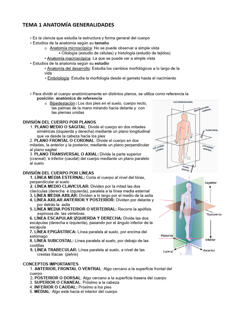 TEMA 01 - Generalidades | PDF | Términos anatómicos de ubicación | Sistema musculoesquelético